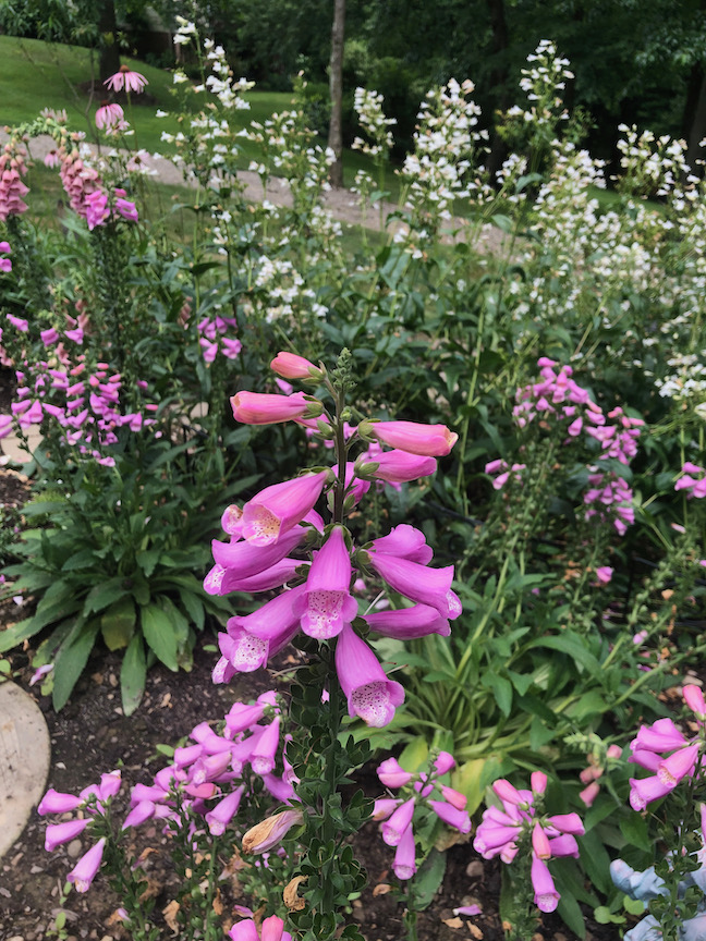 ‘Hope Grows’ in the Garden for Caregivers - Pittsburgh Earth Day