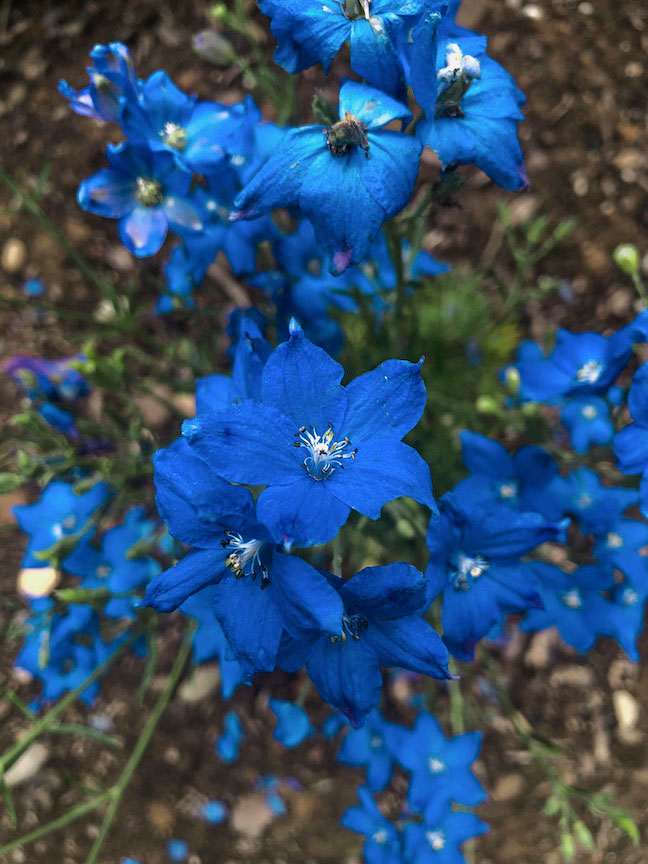 ‘Hope Grows’ in the Garden for Caregivers - Pittsburgh Earth Day