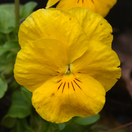 Planting Pansies Celebrates the Arrival of Spring - Pittsburgh Earth Day