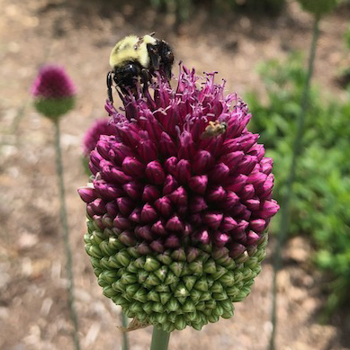 Pollinators: From Milkweed to Mountain Mint - Pittsburgh Earth Day