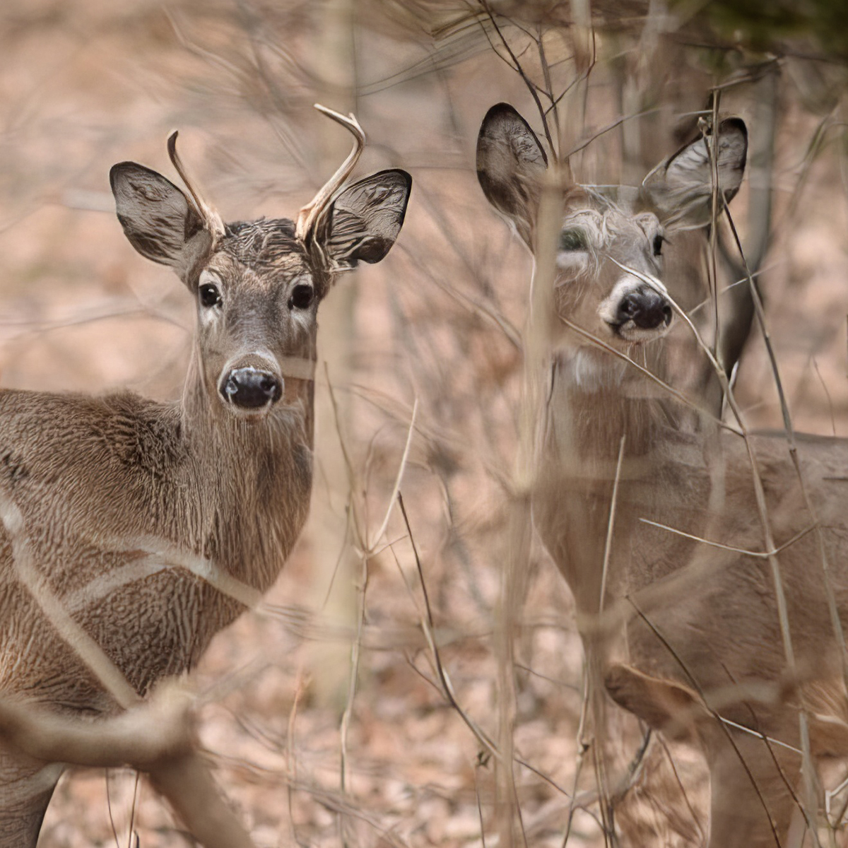 Damn Deer - Pittsburgh Earth Day