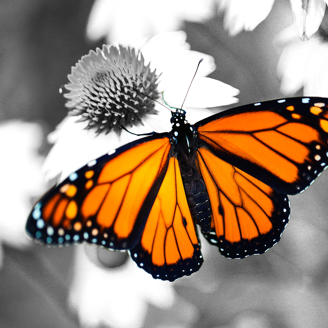 Carmeuse Launches Monarch Butterfly Conservation Project - Pittsburgh ...